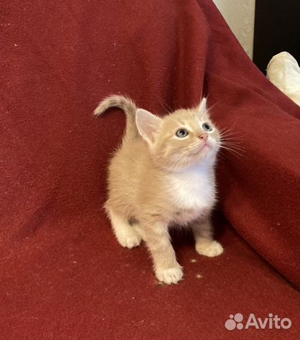Отдается персиковый котеночек