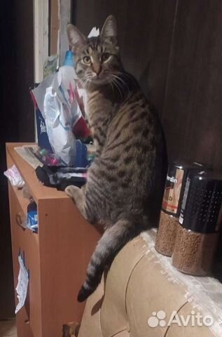 Помогите найти кота