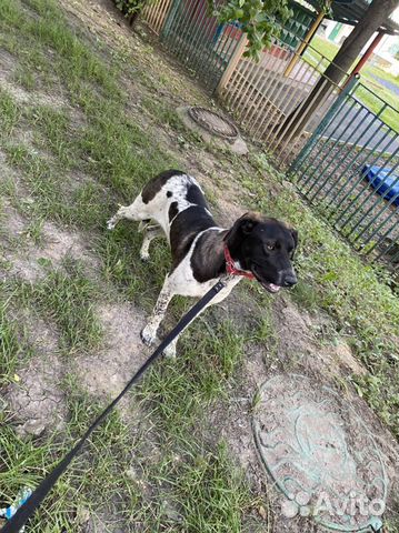 Бесплатно собака Курцхаар