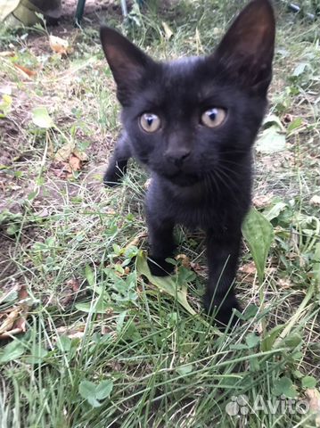 Кот Валера