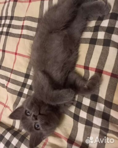 Перламутровый котенок