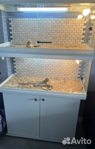 Бородатая агама с террариумом