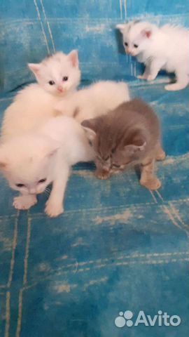 Ангорские котята
