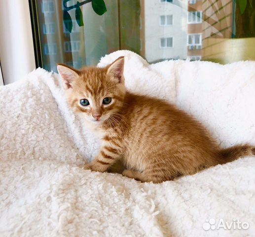 Рыжий котёнок Огонек в добрые руки