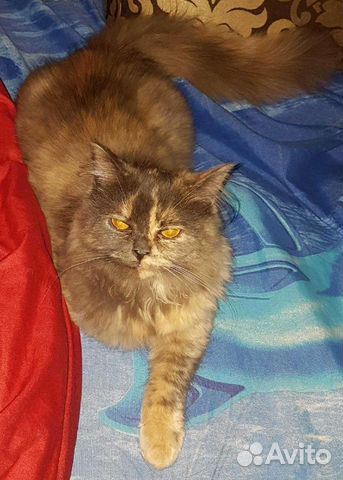 Персидская кошка