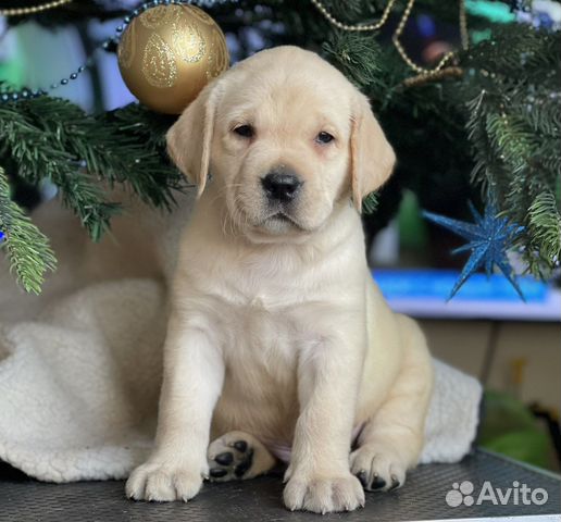 Щенки от Чемпионов