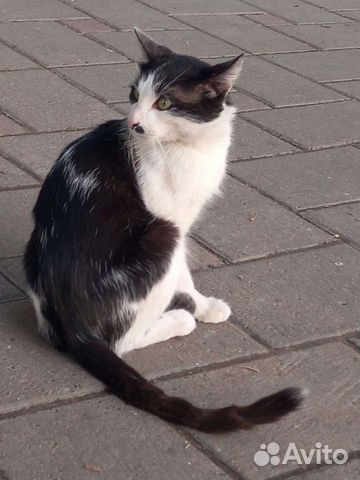 Котик дворняга отдам за шоколадку