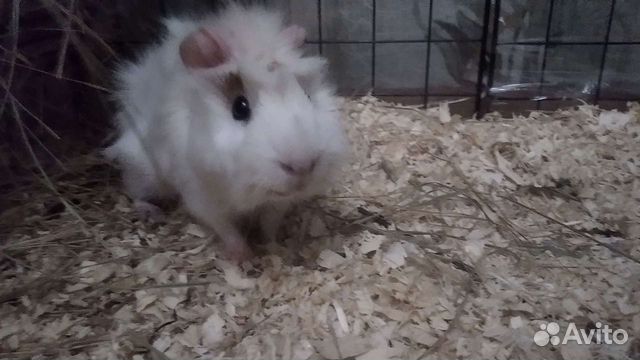 Морская свинка с вольером и прочим