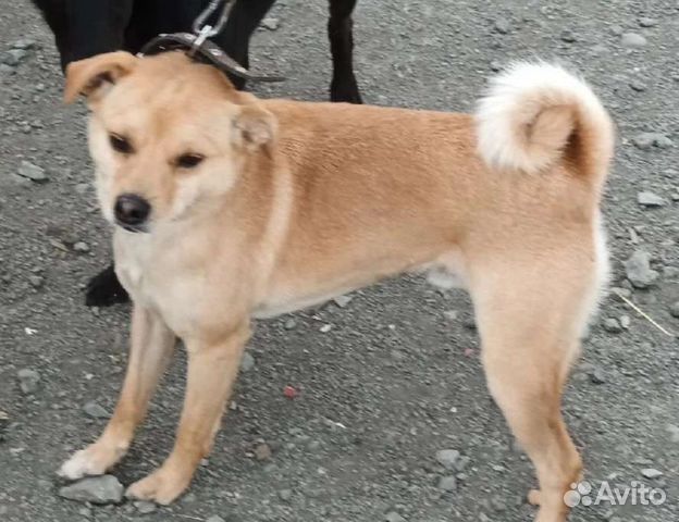 Пес Славик замерзает в Приюте