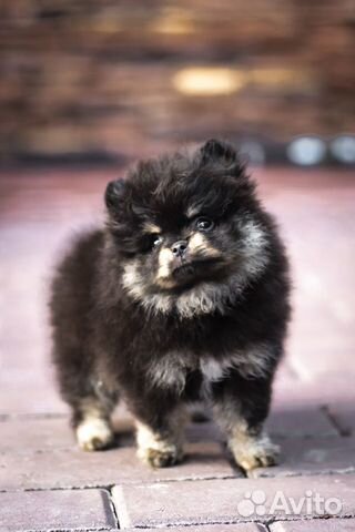 Чёрно подпалый мини мальчик пом