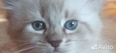 Невские маскарадные котята