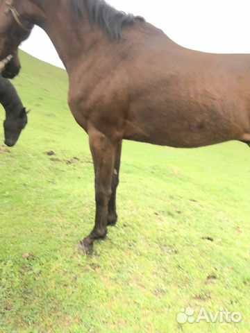 Чистокровные лошади