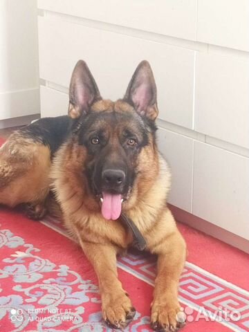 Немецкая овчарка