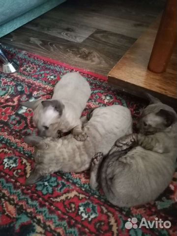 Кошки в добрые руки породистые