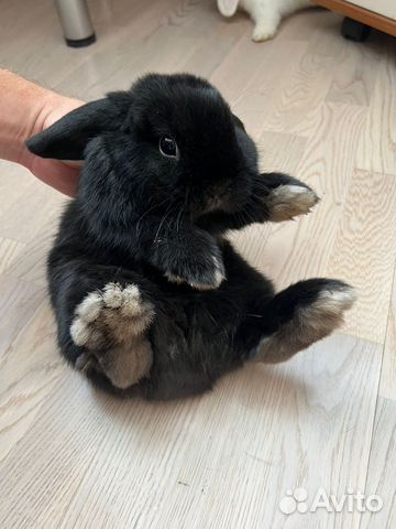 Кролики минилопы отдам в хорошие руки