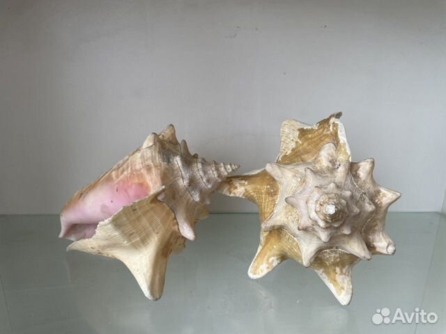 Ракушка морская большая