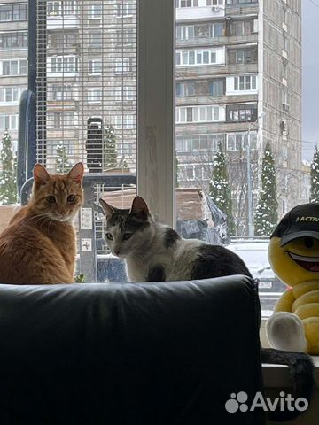Толстый жирный кот рыжий