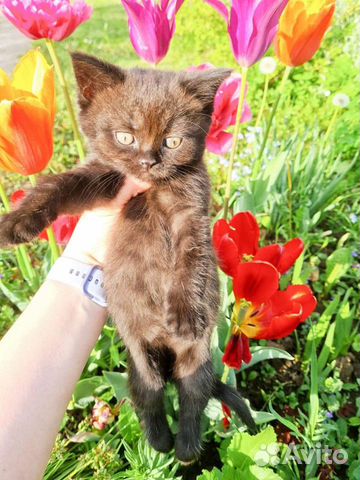 Шотланская кошка вислоухая