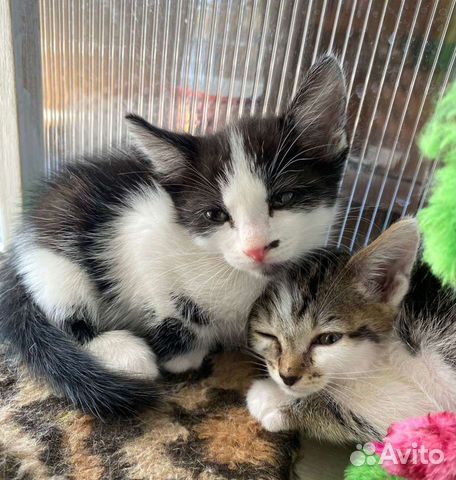 Котята спасёныши в добрые руки. Привезу