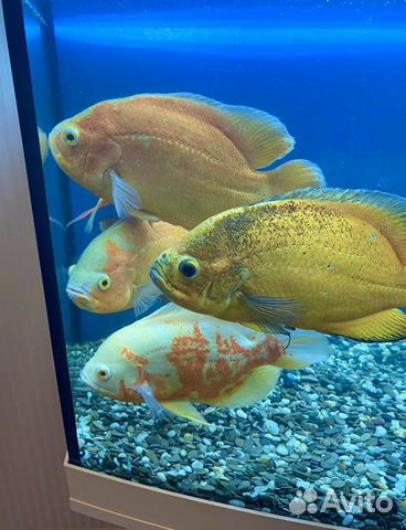 4 крупных астронотуса