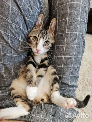 Кот котенок Джерри мальчик 3 мес