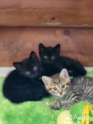 Котята курильского бобтейла