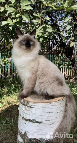 Невский маскарадный котик