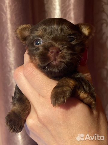 Самая сладкая шоколадка