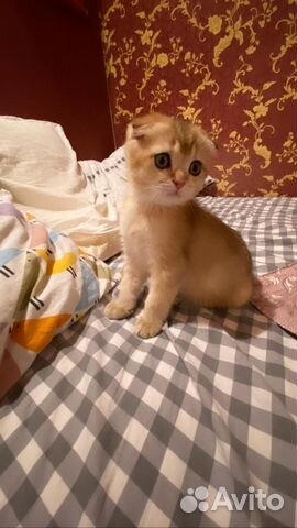 Котята золотая шиншилла