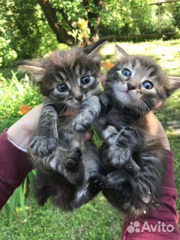 Кошки в добрые руки