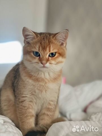 Продам британскую кошку