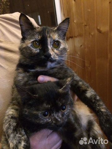 Две красотки ищут дом