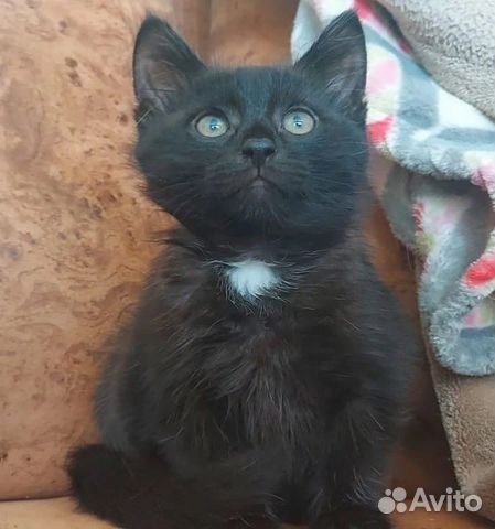 Котенок в добрые руки