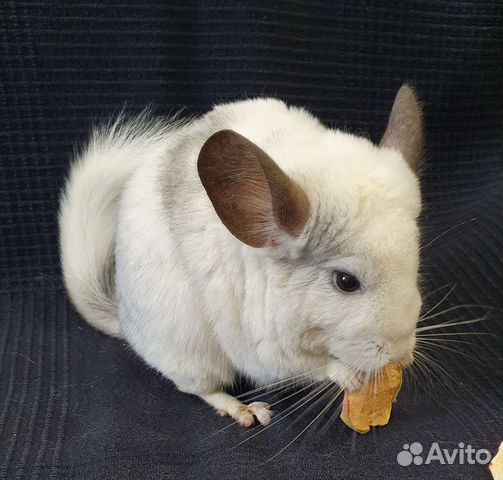 Шиншилла девочка Белый Вильсона 7 мес