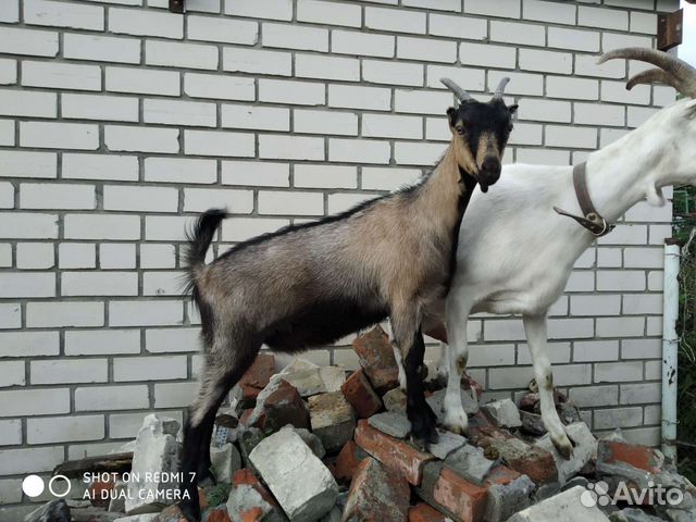 Альпа-Ламанч козочка