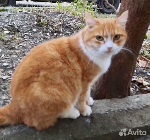 Кошка Машуля