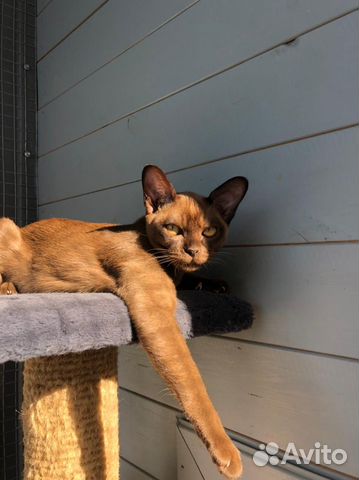Европейская бурма в разведение