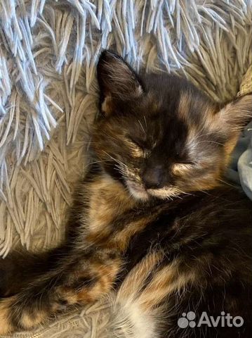 Котенок ищет дом