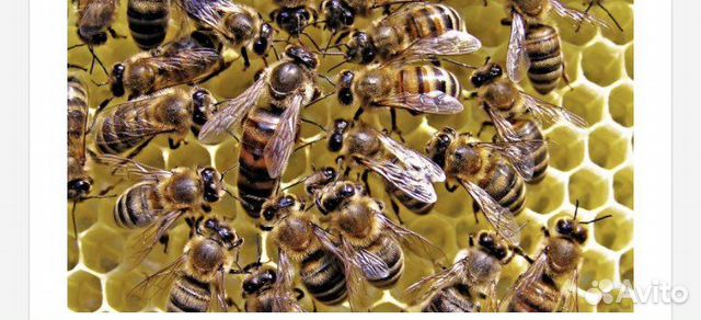 Продажа пчелосемьи