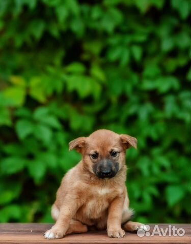 Собака в добрые руки отдам бесплатно