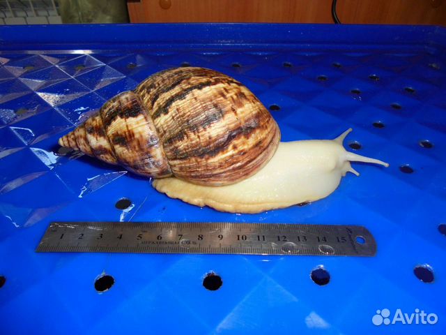 Улитки ахатины Альбино