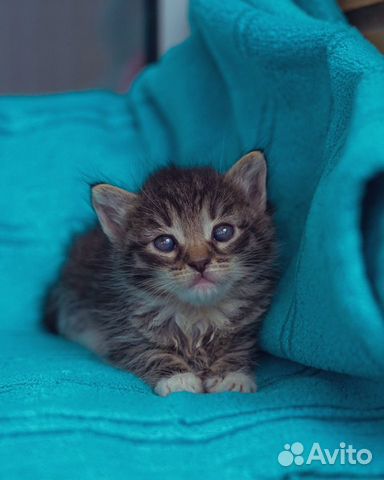 Котята в дар