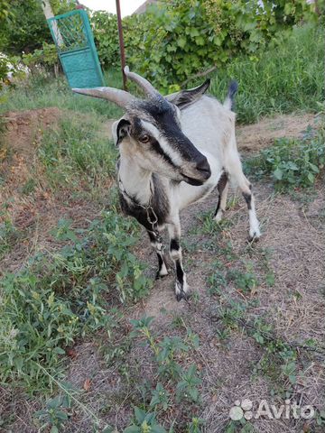 Коза с козлёнком