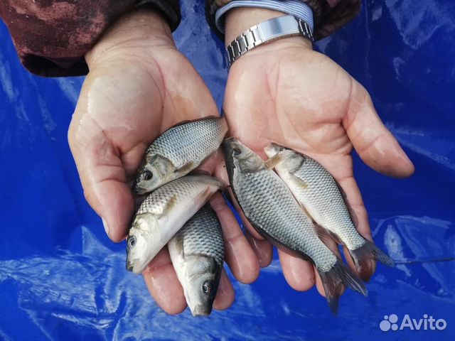 Карп малек для пруда