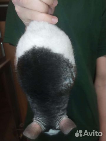 Шиншилла самец экстрим мозаика эбони 1,3 года