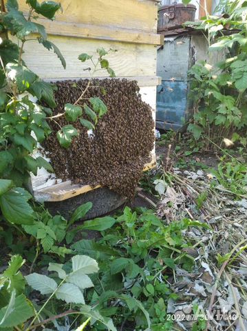 Пчелиный рой