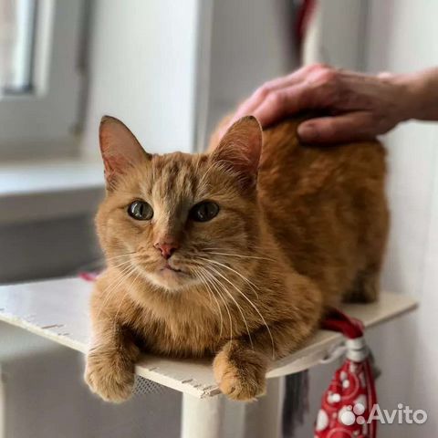Кошку ждет выпуск на улицу через неделю