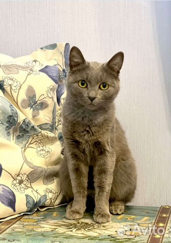 Метиска Британки, 7 месяцев