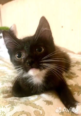 Классический кот баюн, пока миниверсия