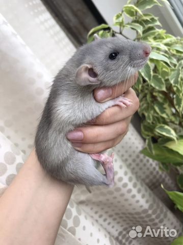 Крысенок дамбо